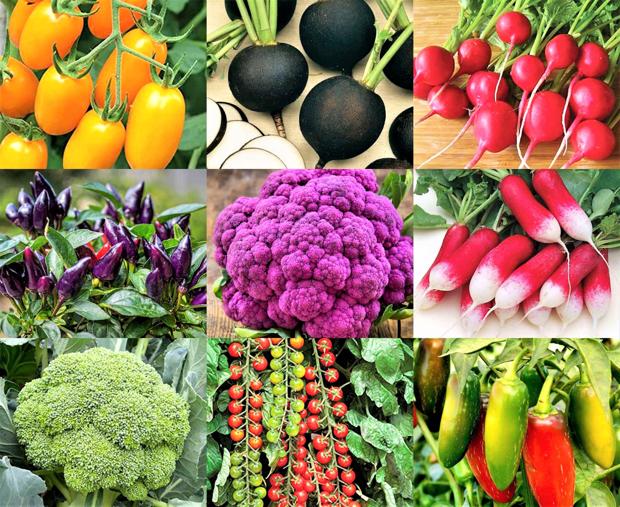 Gardening Centre- High Quality Seeds With High Germination Rate ...