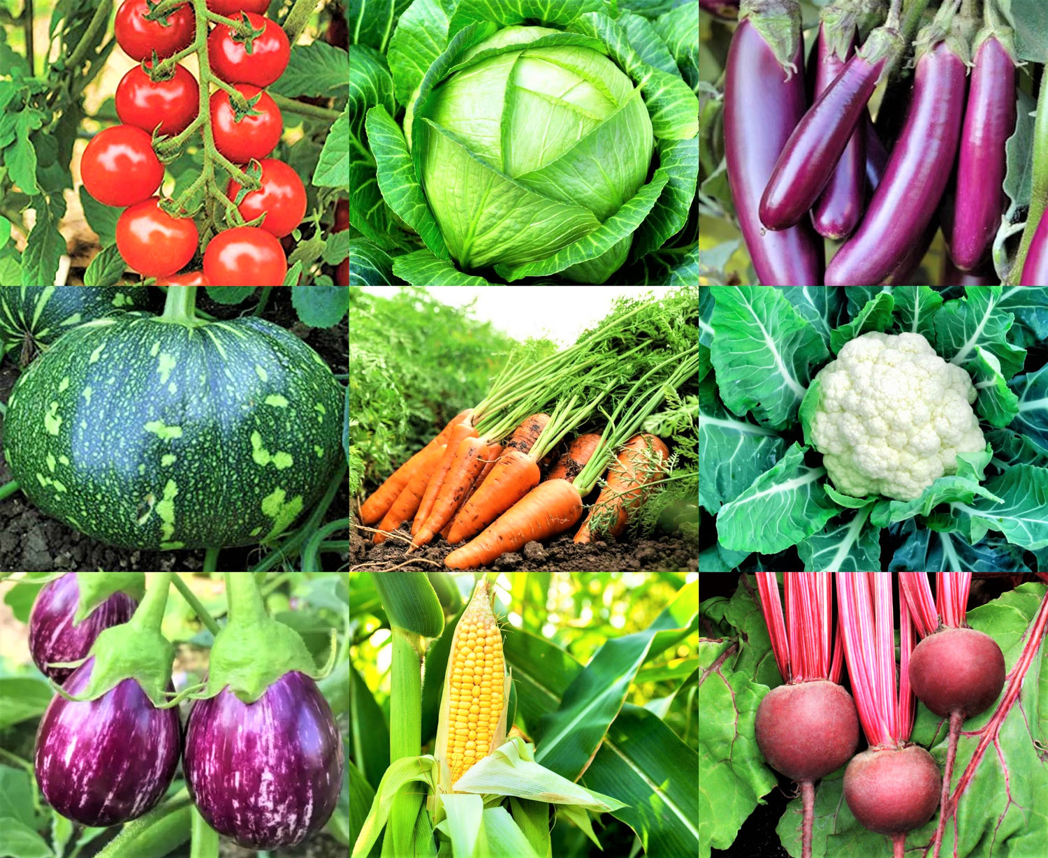 Gardening Centre- High Quality Seeds With High Germination Rate ...