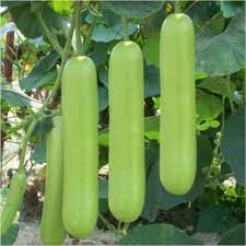 Bottle Gourd/Lauki/लौकी F1 Hybrid Seeds(high yeild Gutka Type ...