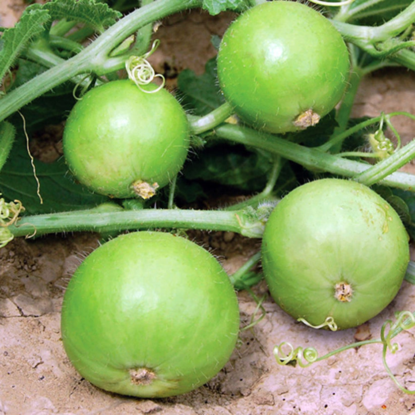 Tinda/Apple Goud F1 Hybrid Seeds – GardeningCentre